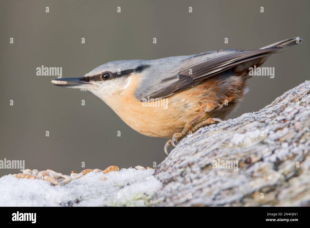 The Eurasian Nuthatch landed on a feeder-stump, foraging for seeds ...