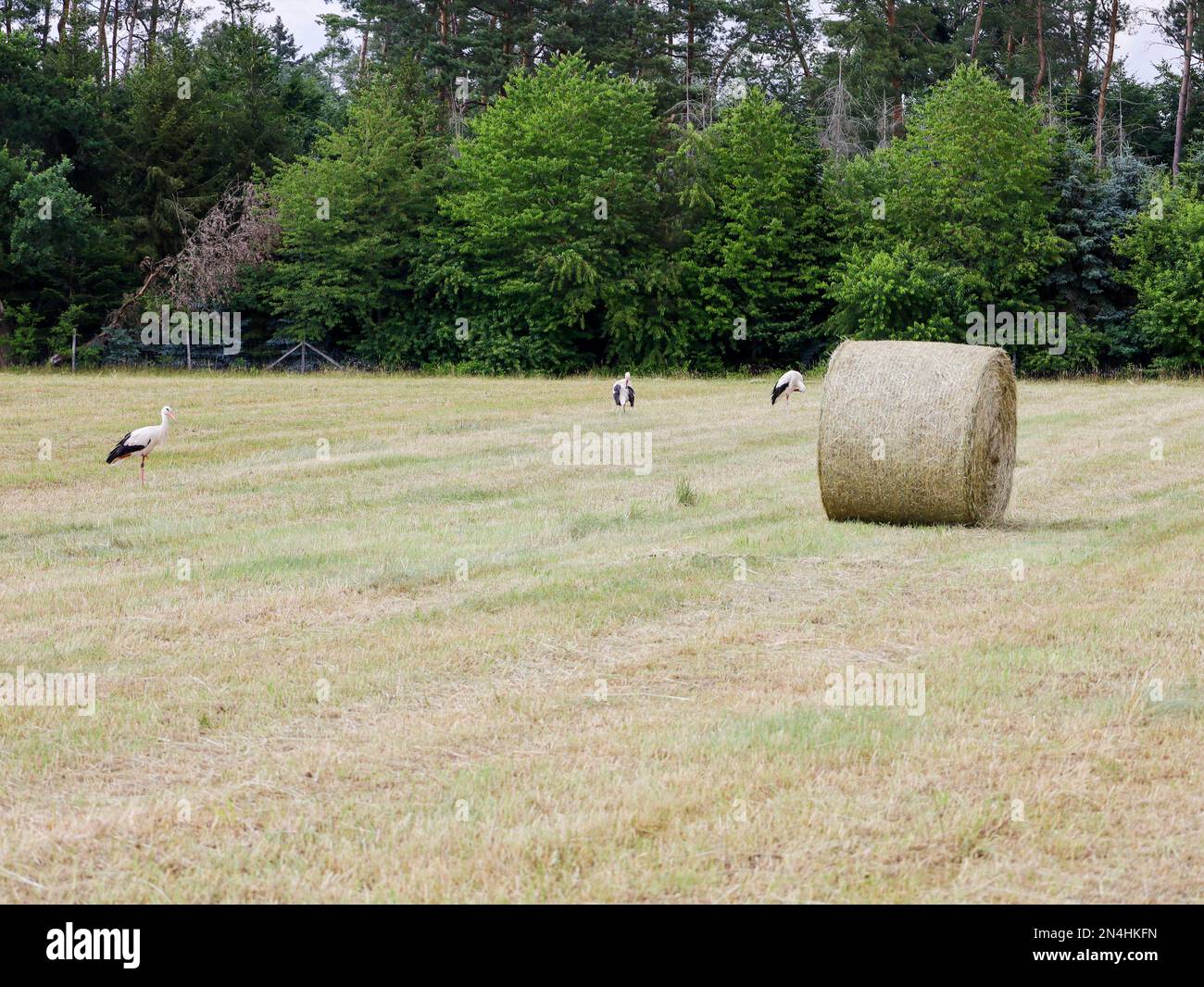 nature photos from germany Stock Photo - Alamy