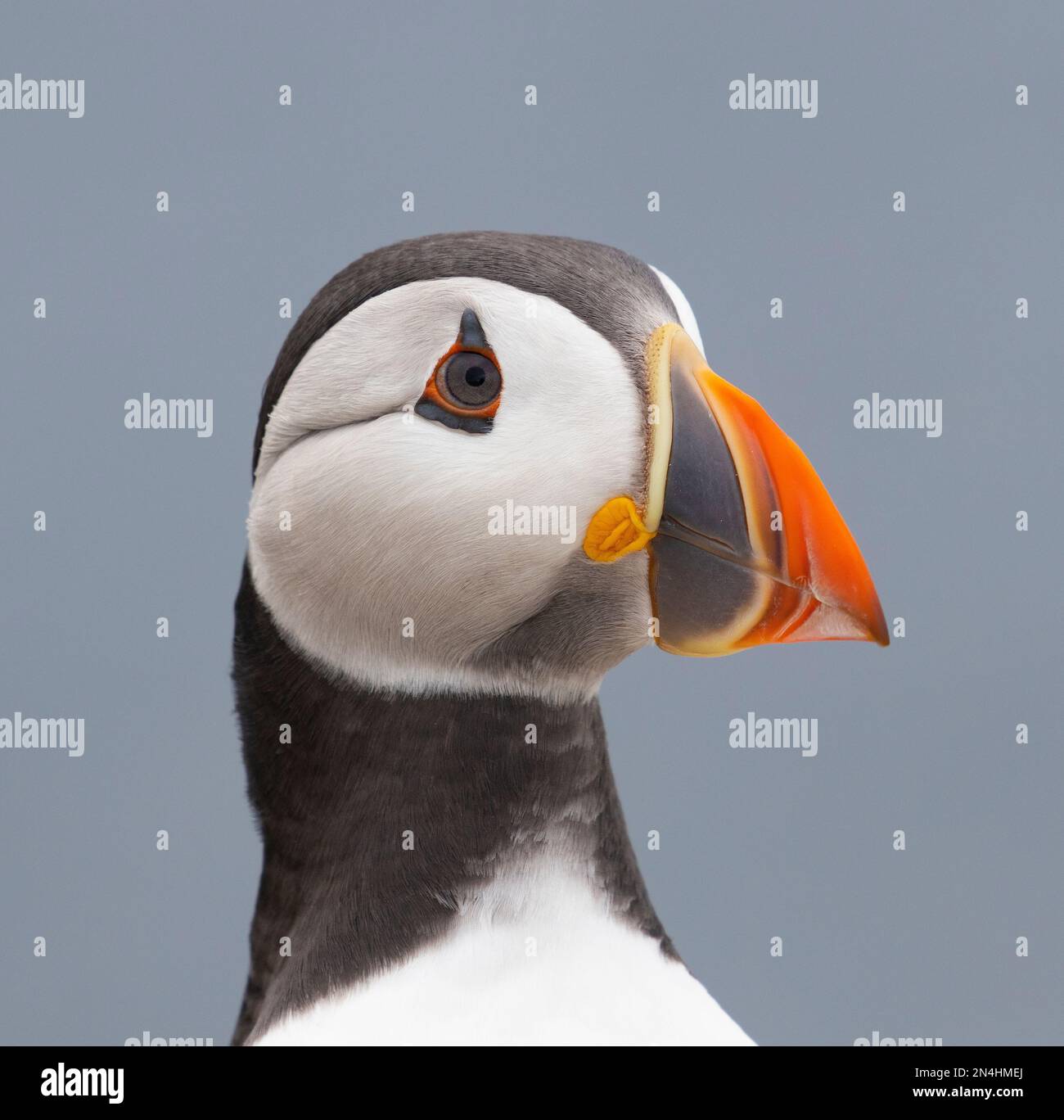 A macro shot of the black and white puffin face with a blurred ...