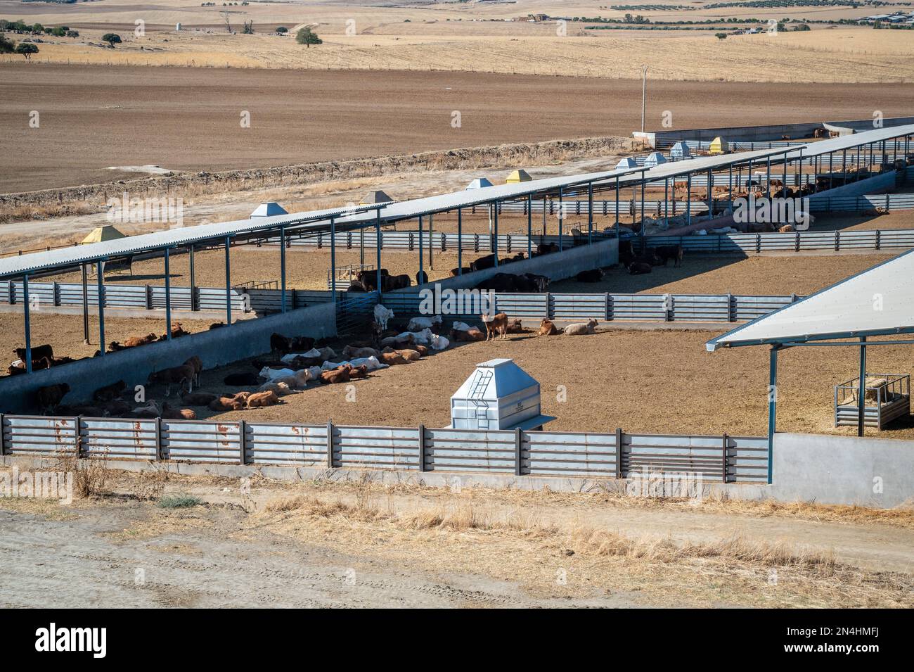 Beef cattle farm outside of Toledo, Spain Stock Photo - Alamy