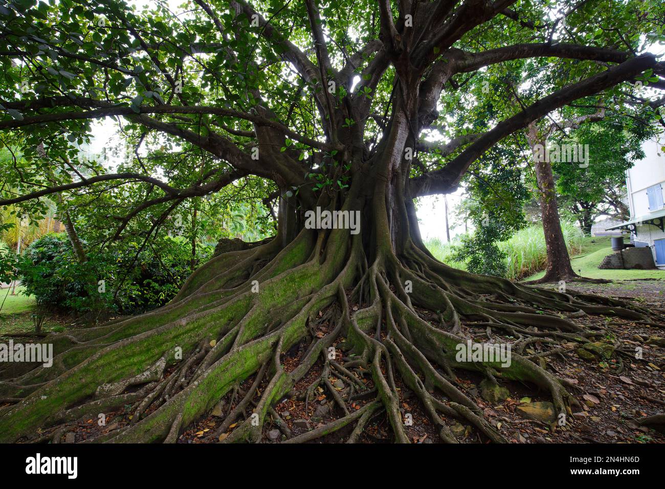 Cursed fig tree hi-res stock photography and images - Alamy