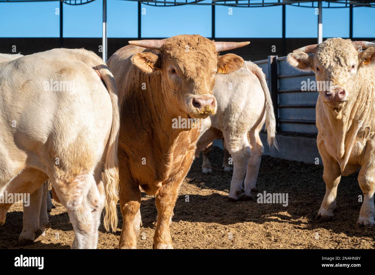 Beef cattle farm outside of Toledo, Spain Stock Photo - Alamy