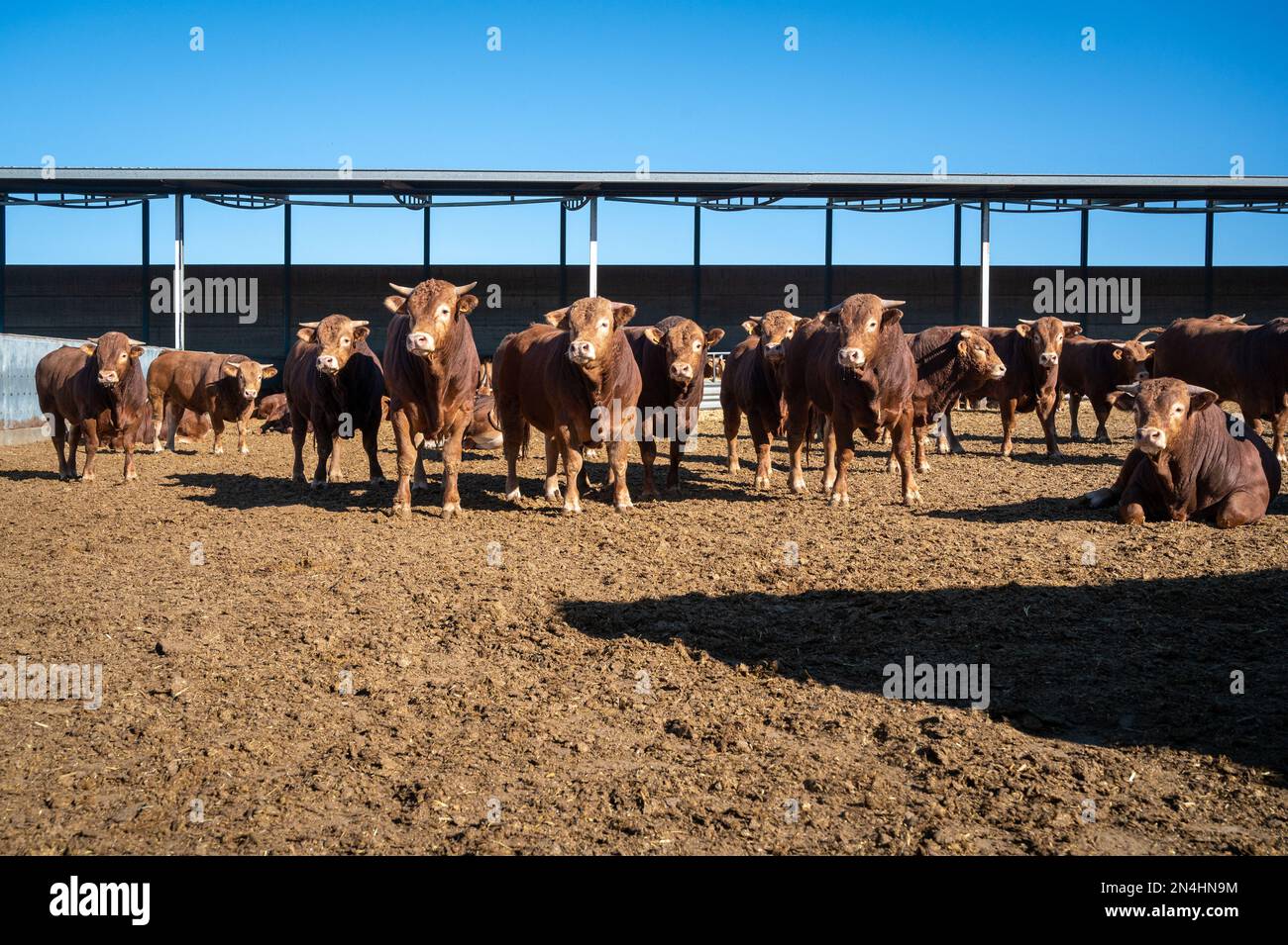Beef cattle farm outside of Toledo, Spain Stock Photo - Alamy