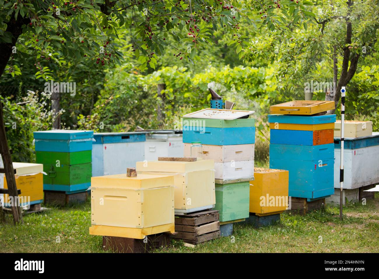 lot of colorful hives made of wood in form of boxes on apiary among ...