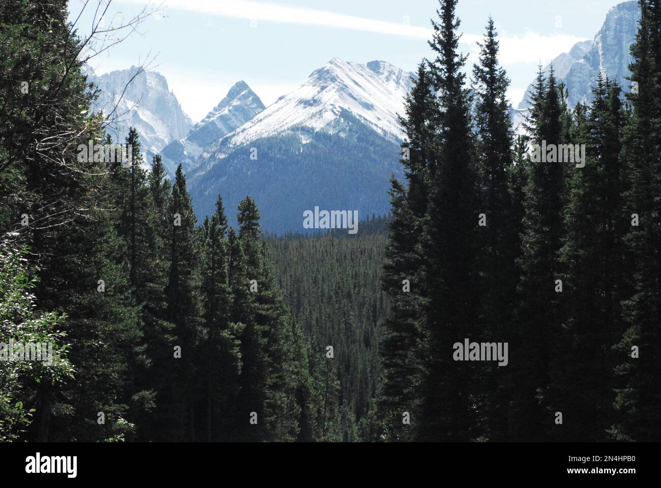 Panoramic landscape of beautiful evergreen forests with distant snow ...