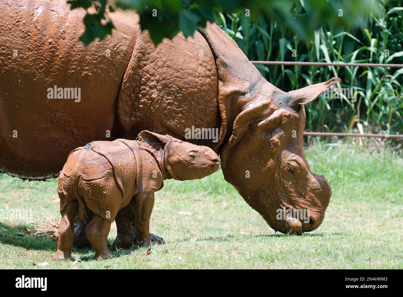 A newborn Indian rhinoceros, front, stands with his mother, Niki, rear ...