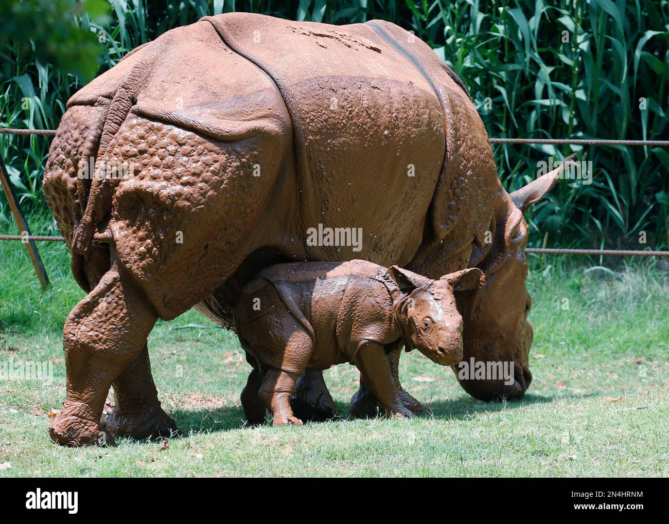 A newborn Indian rhinoceros, front, stands with his mother, Niki, rear ...
