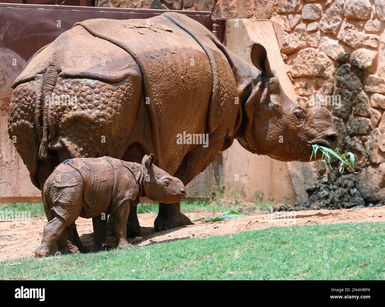 A newborn Indian rhinoceros, front, walks with his mother, Niki, rear ...