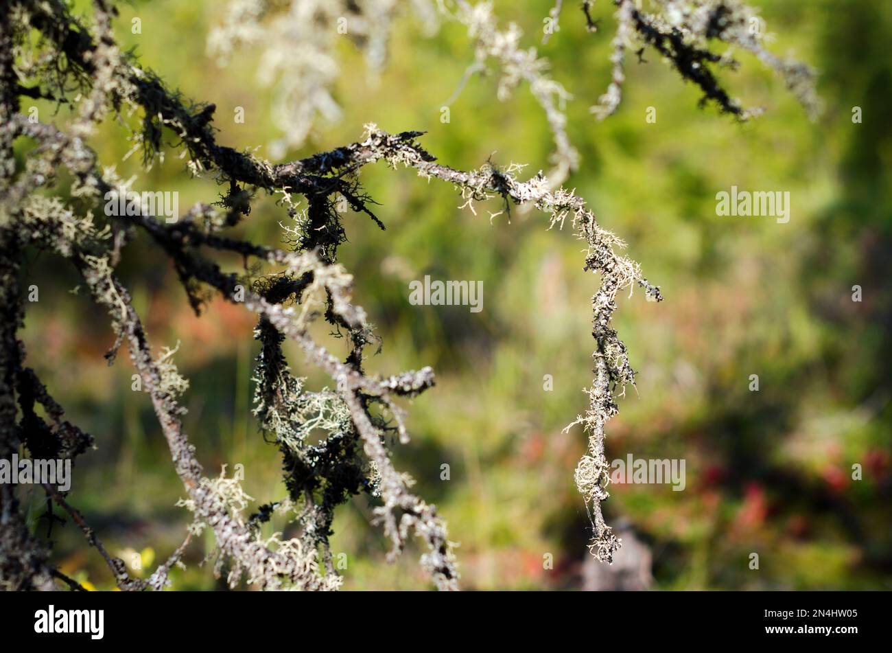 White moss covers a branch of a spruce tree in the wild tundra of ...