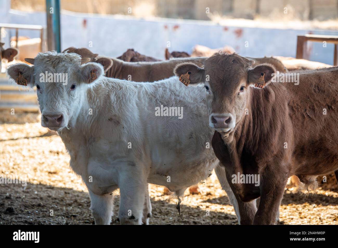 Beef cattle farm outside of Toledo, Spain Stock Photo - Alamy