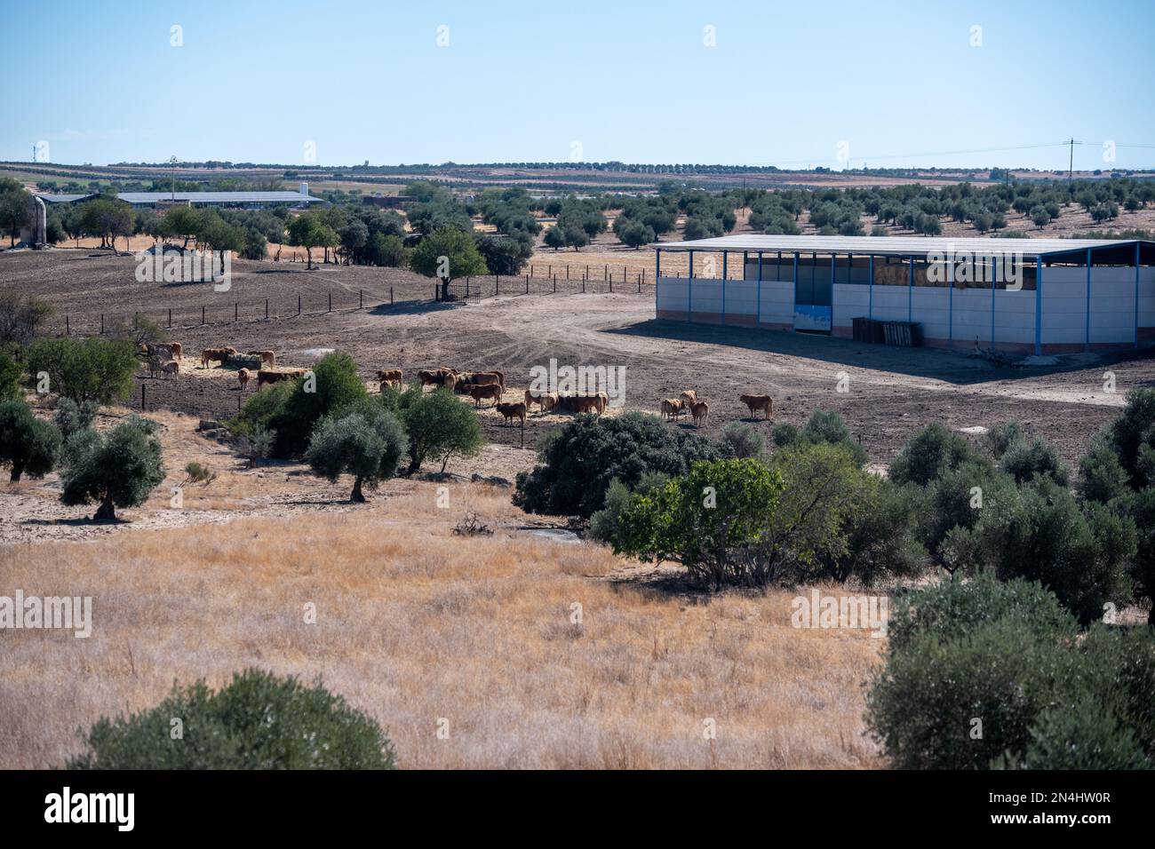 Beef cattle farm outside of Toledo, Spain Stock Photo - Alamy