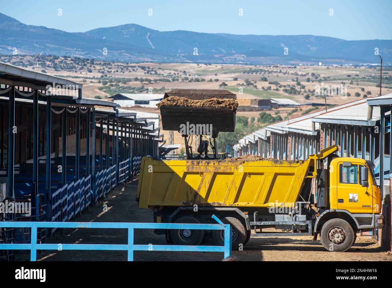 Beef cattle farm outside of Toledo, Spain Stock Photo - Alamy