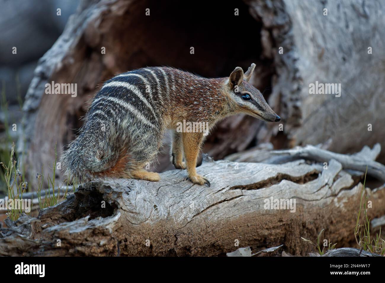 Numbat - Myrmecobius fasciatus also noombat or walpurti, insectivorous ...
