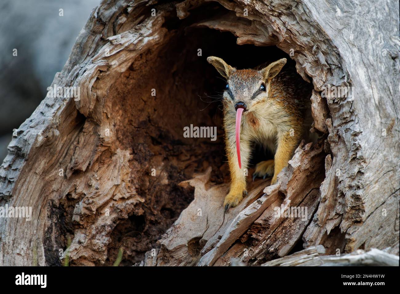 Numbat - Myrmecobius fasciatus also noombat or walpurti, insectivorous ...