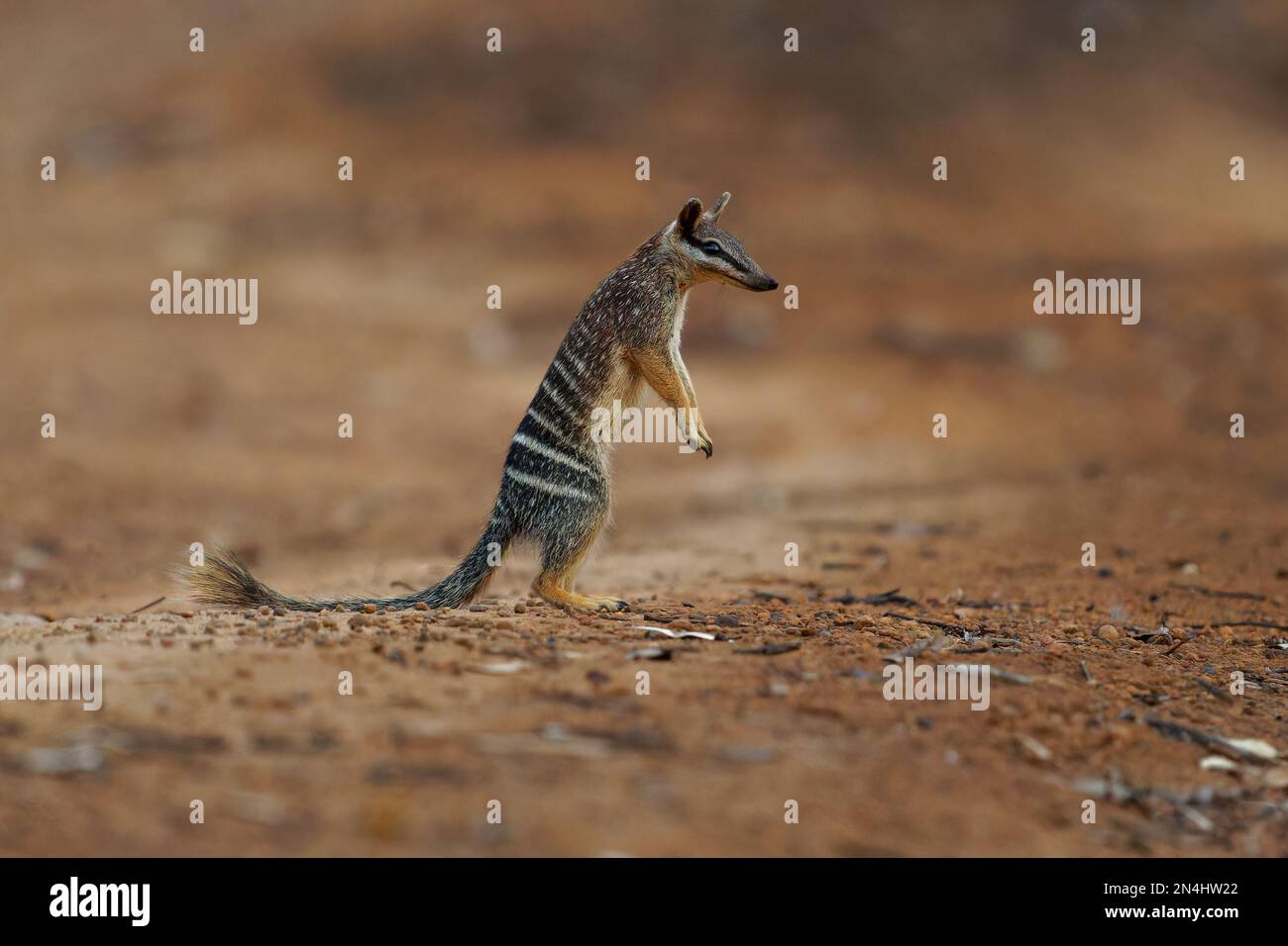 Numbat - Myrmecobius fasciatus also noombat or walpurti, insectivorous ...