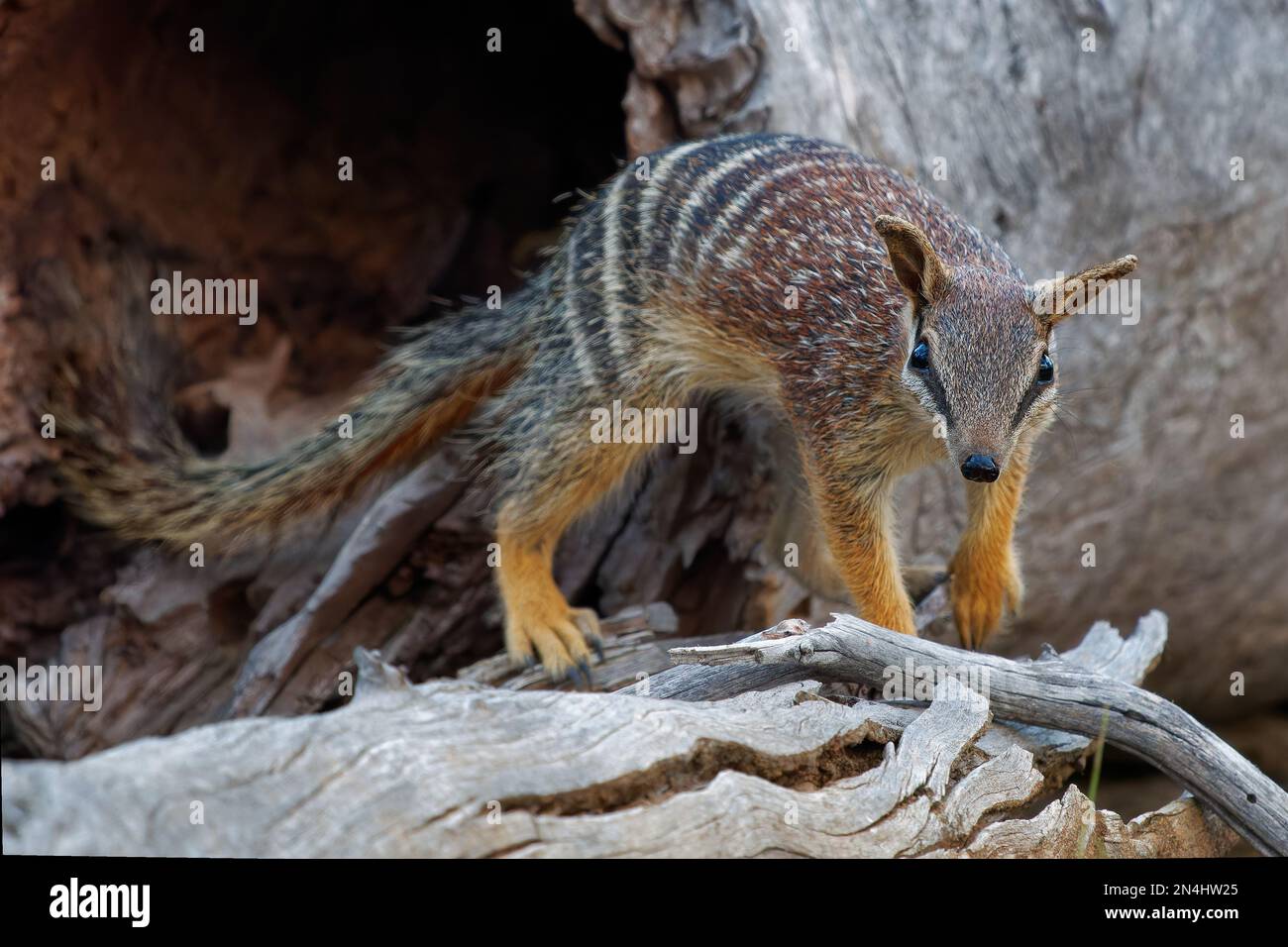 Numbat - Myrmecobius fasciatus also noombat or walpurti, insectivorous ...