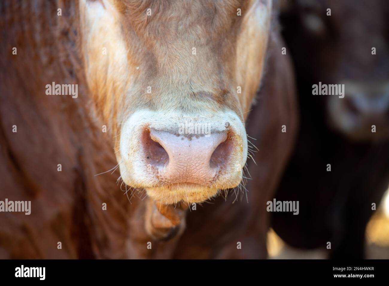 Beef cattle farm outside of Toledo, Spain Stock Photo - Alamy