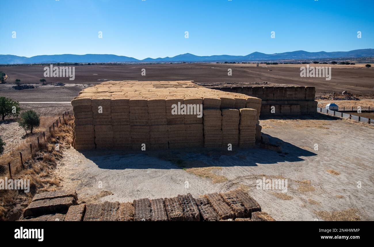 Beef cattle farm outside of Toledo, Spain Stock Photo - Alamy
