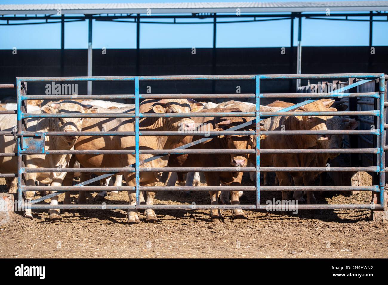 Beef cattle farm outside of Toledo, Spain Stock Photo - Alamy