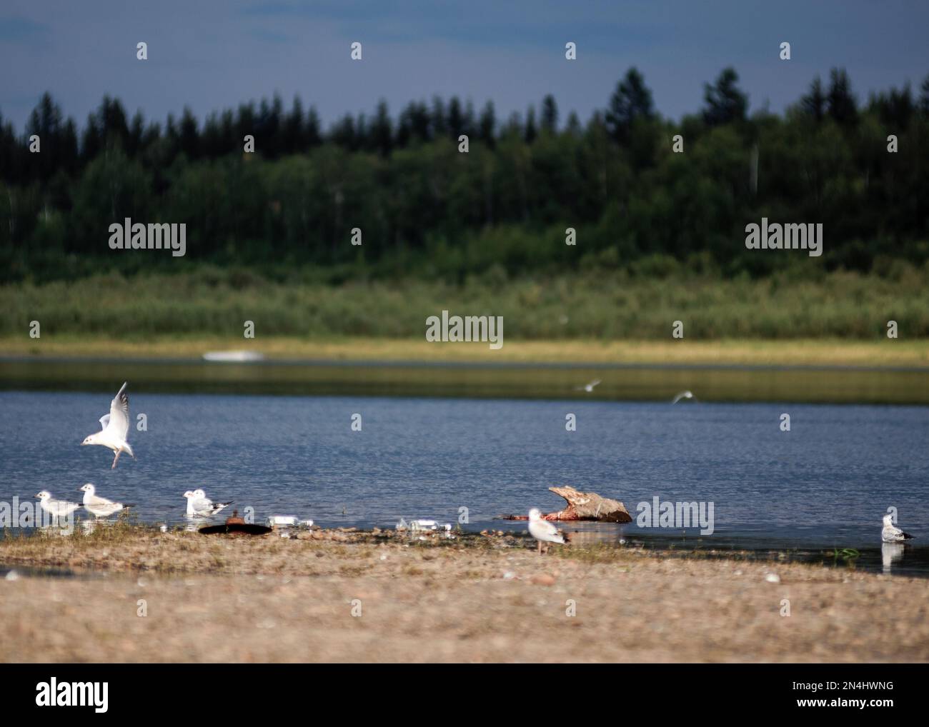 Northwestern Coniferous Forest Birds