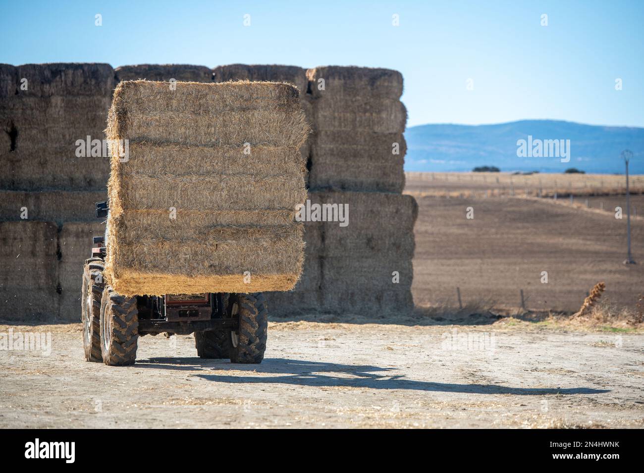 Beef cattle farm outside of Toledo, Spain Stock Photo - Alamy