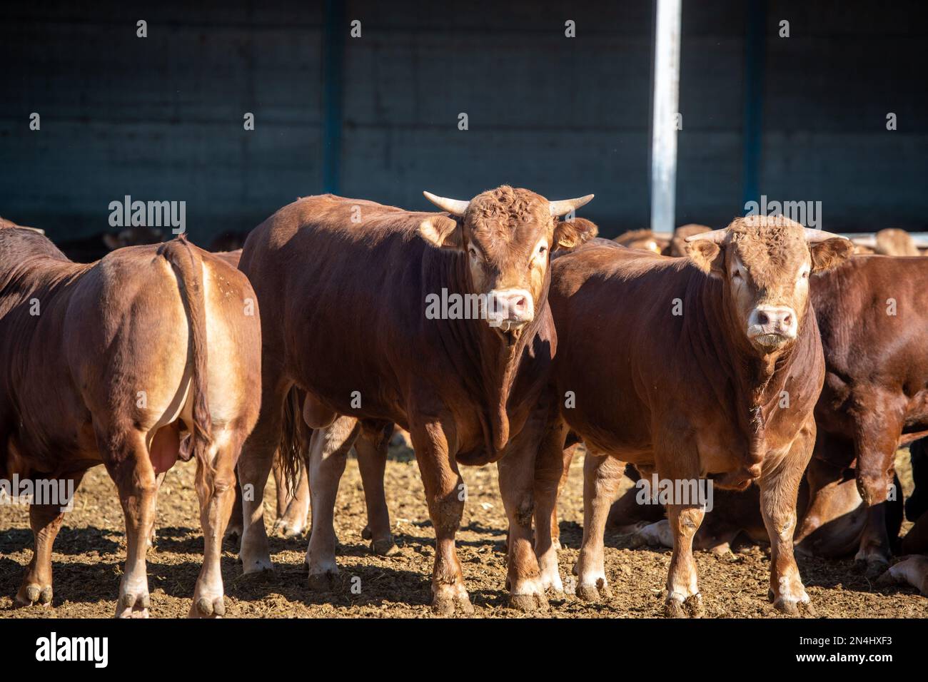 Beef cattle farm outside of Toledo, Spain Stock Photo - Alamy