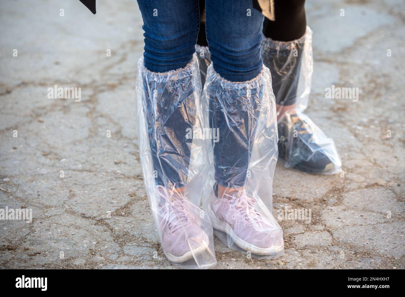 Beef cattle farm outside of Toledo, Spain Stock Photo - Alamy