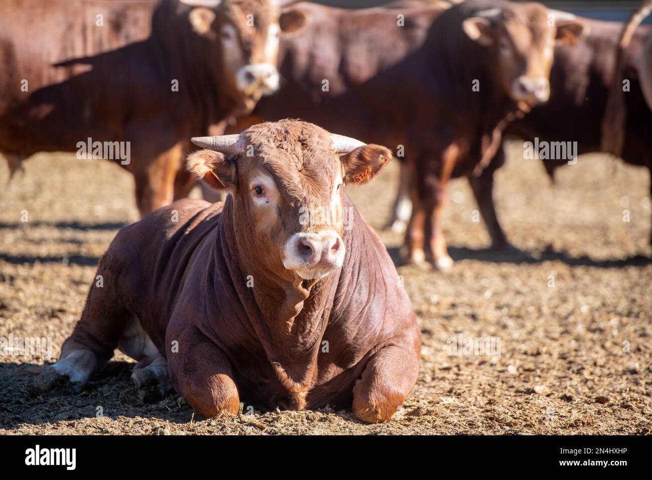 Beef cattle farm outside of Toledo, Spain Stock Photo - Alamy