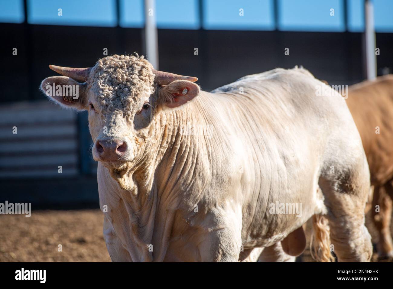 Beef cattle farm outside of Toledo, Spain Stock Photo - Alamy