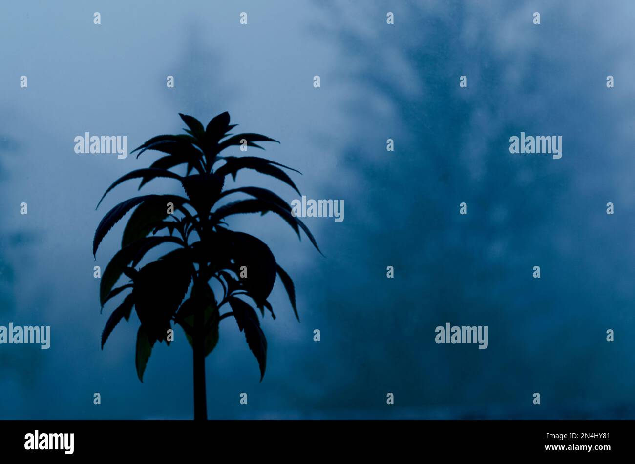 The dark silhouette of the leaves of a house plant on the background of ...