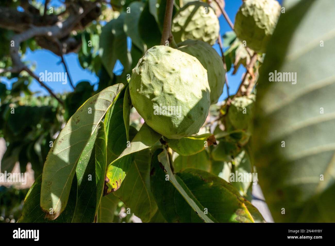 Cherimoya fruit tree hi-res stock photography and images - Alamy