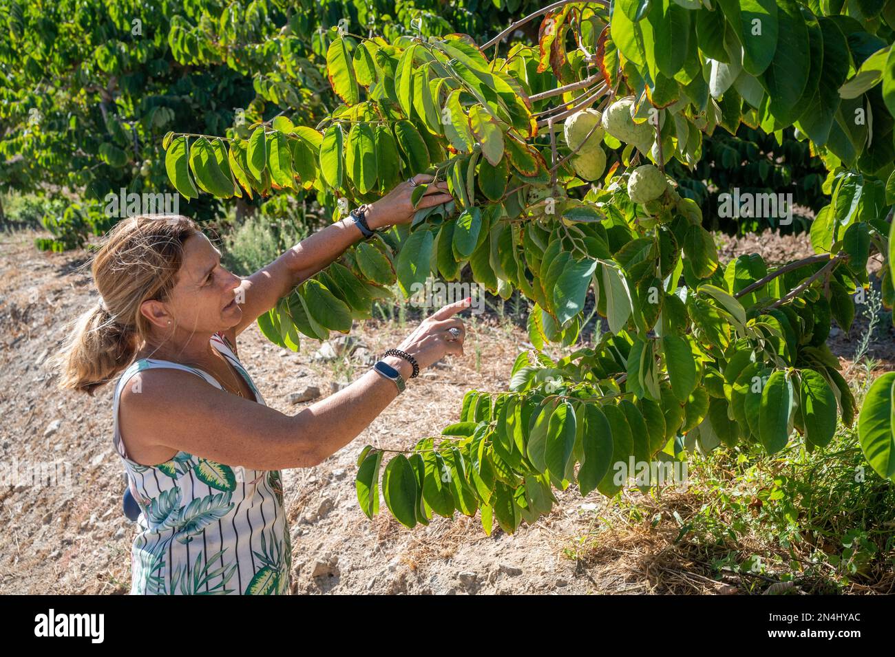 Cherimoya fruit tree hi-res stock photography and images - Alamy