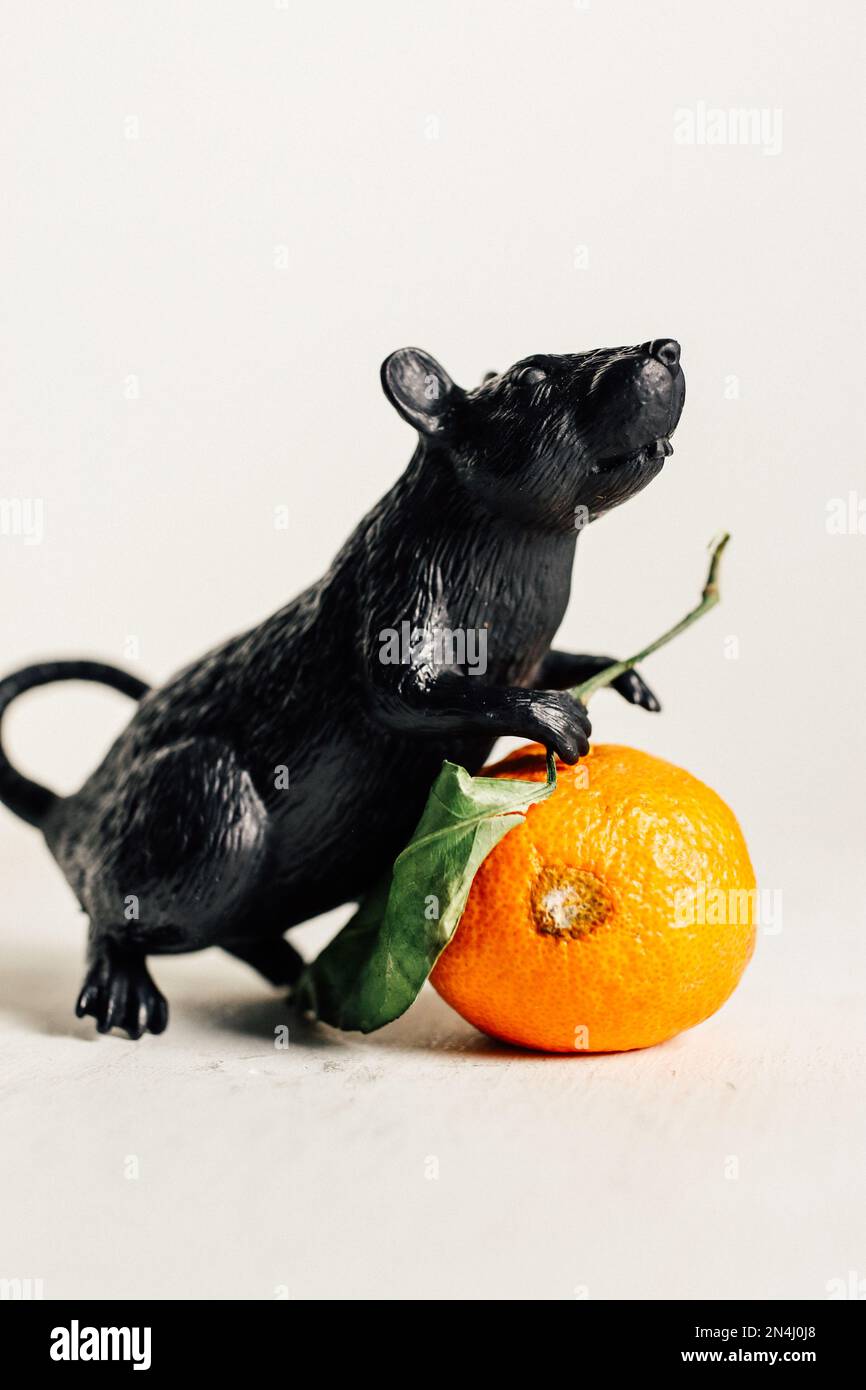 Black rubber rat holding onto rotting, decaying mandarin orange fruit ...
