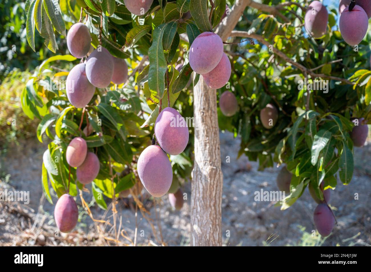 Mango tree mangoes growing plant hi-res stock photography and images ...
