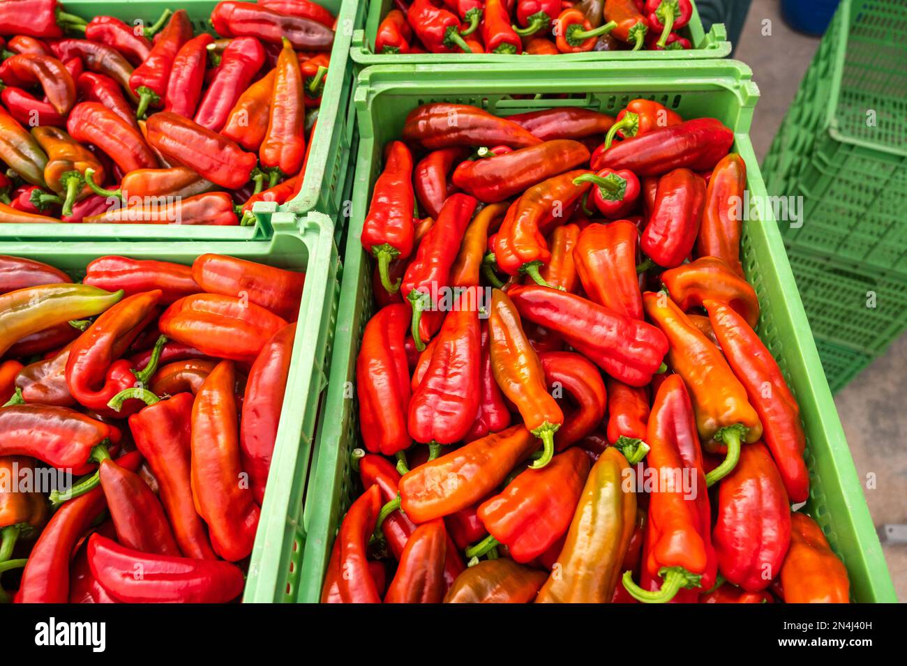 Bins full of picked peppers from inside greenhouse in Almeria, “The ...