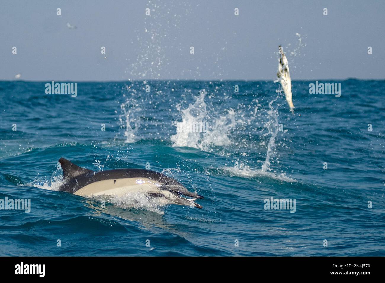 Common Dolphin, Delphinus delphis, with Cape Gannets, Morus capensis ...