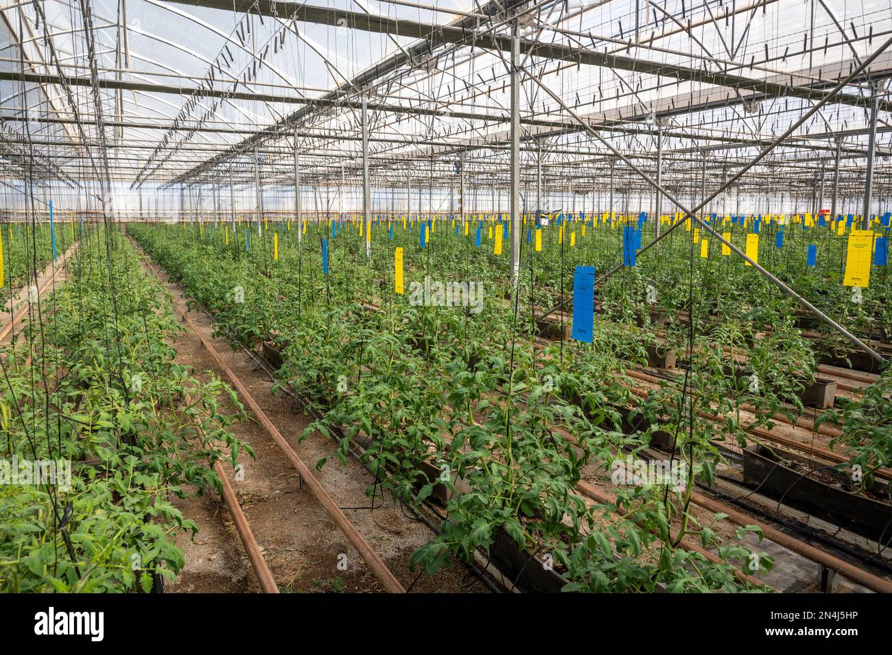 Rows of various tomatoes growing inside greenhouse in Almeria, “The ...