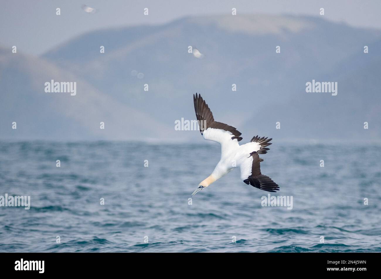 Cape Gannet, Morus capensis, flying and diving into water to catch ...