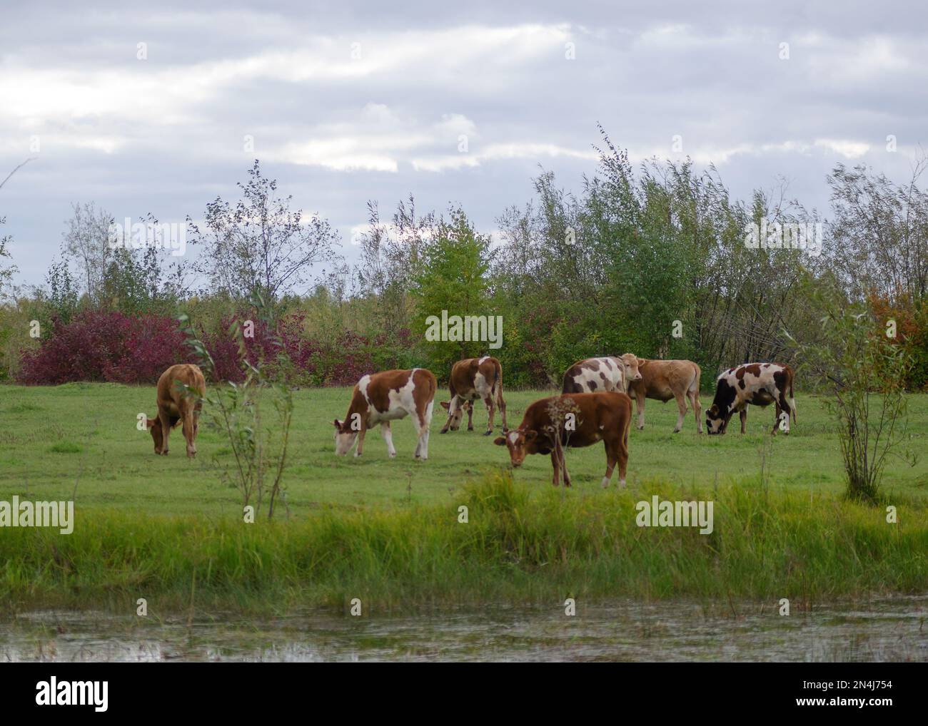 Small young bulls Yakut cows eat grass in a wild swamp in the Northern ...