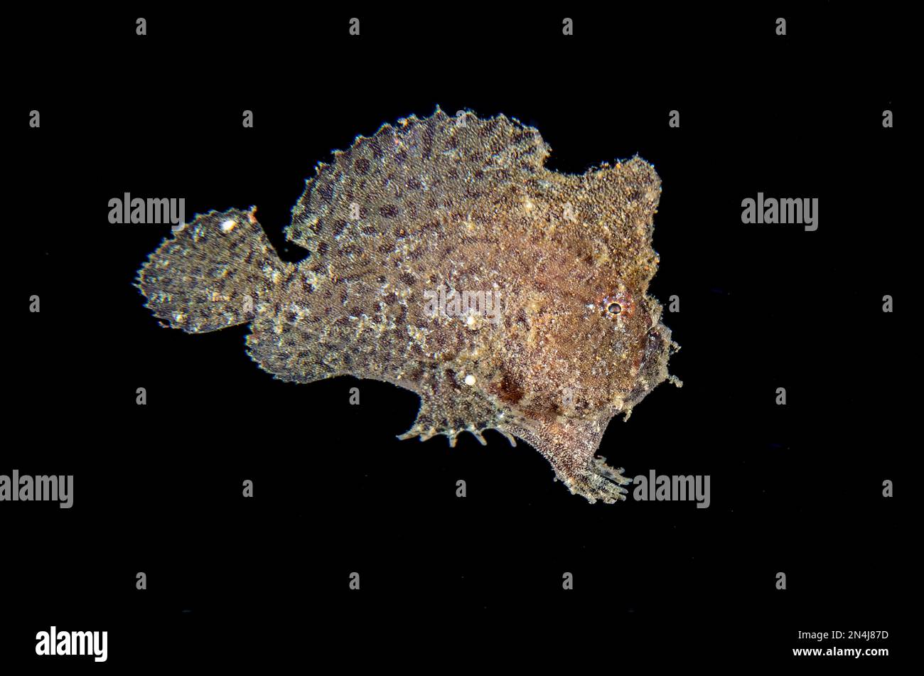 Randalls anglerfish hi-res stock photography and images - Alamy