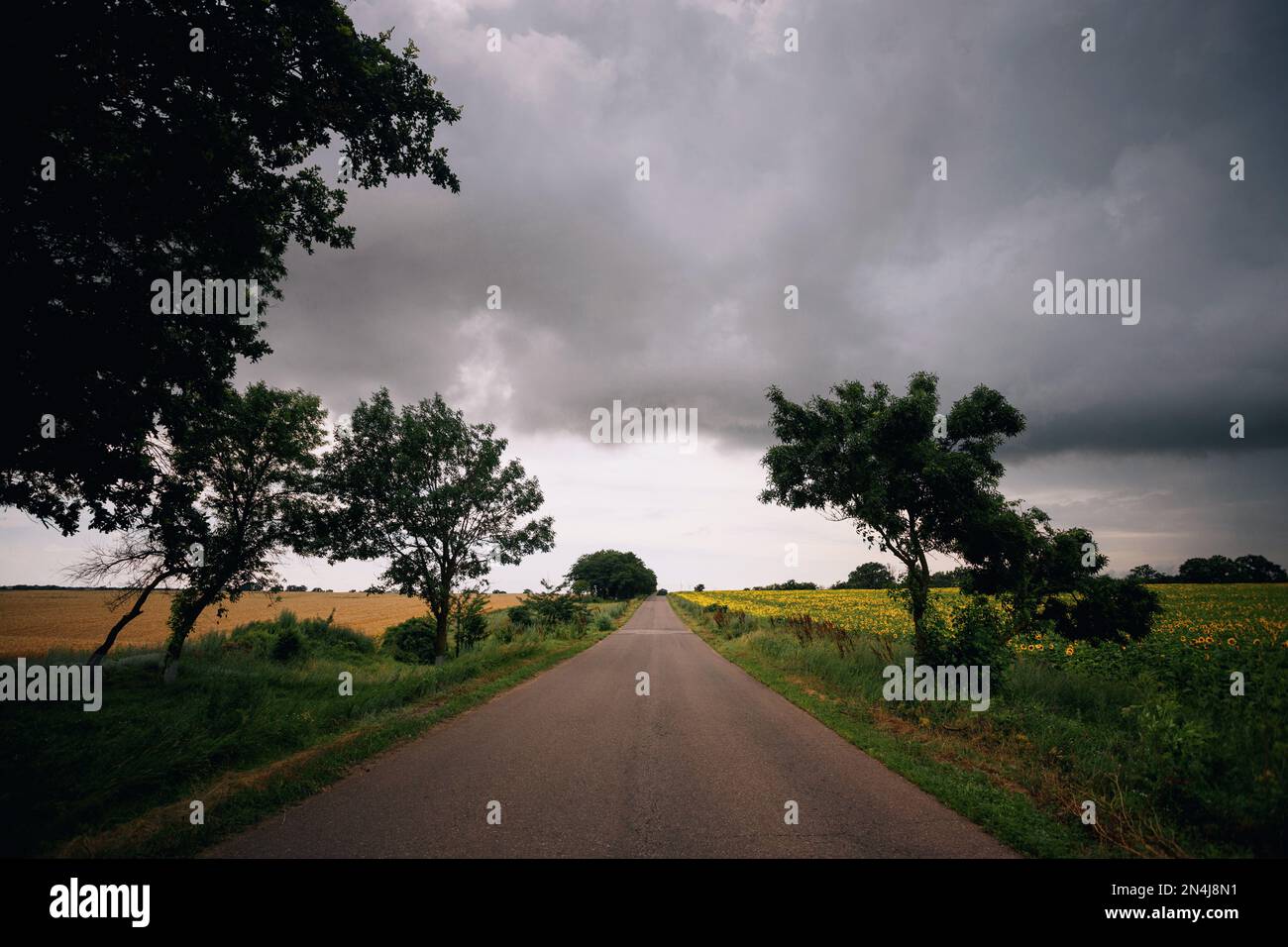 Empty road between fields trees hi-res stock photography and images - Alamy