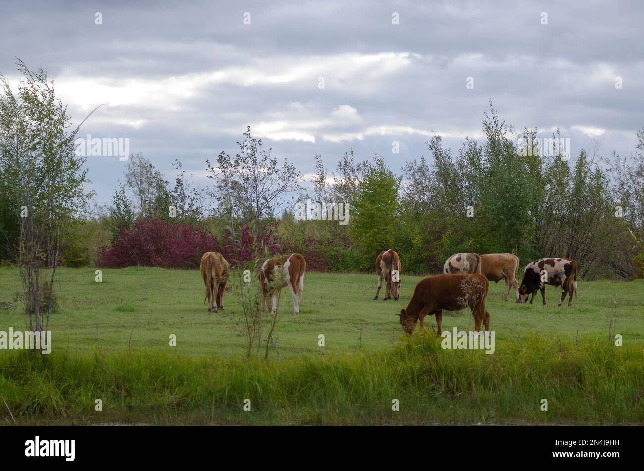 Small young bulls Yakut cows eat grass in a wild swamp in the Northern ...