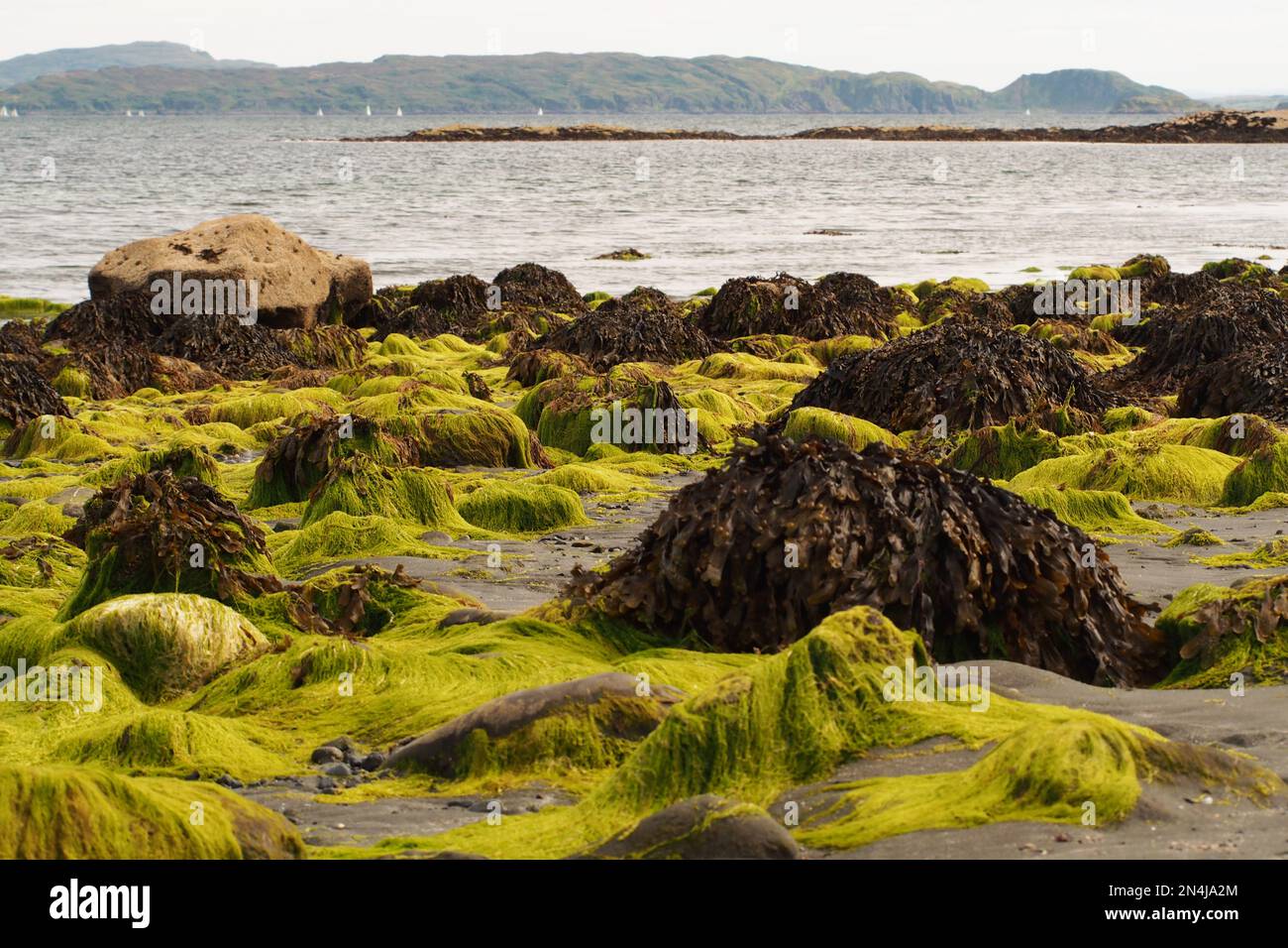 Thick seaweed on the rocks at beach, Port nan Crullach near Croggan ...