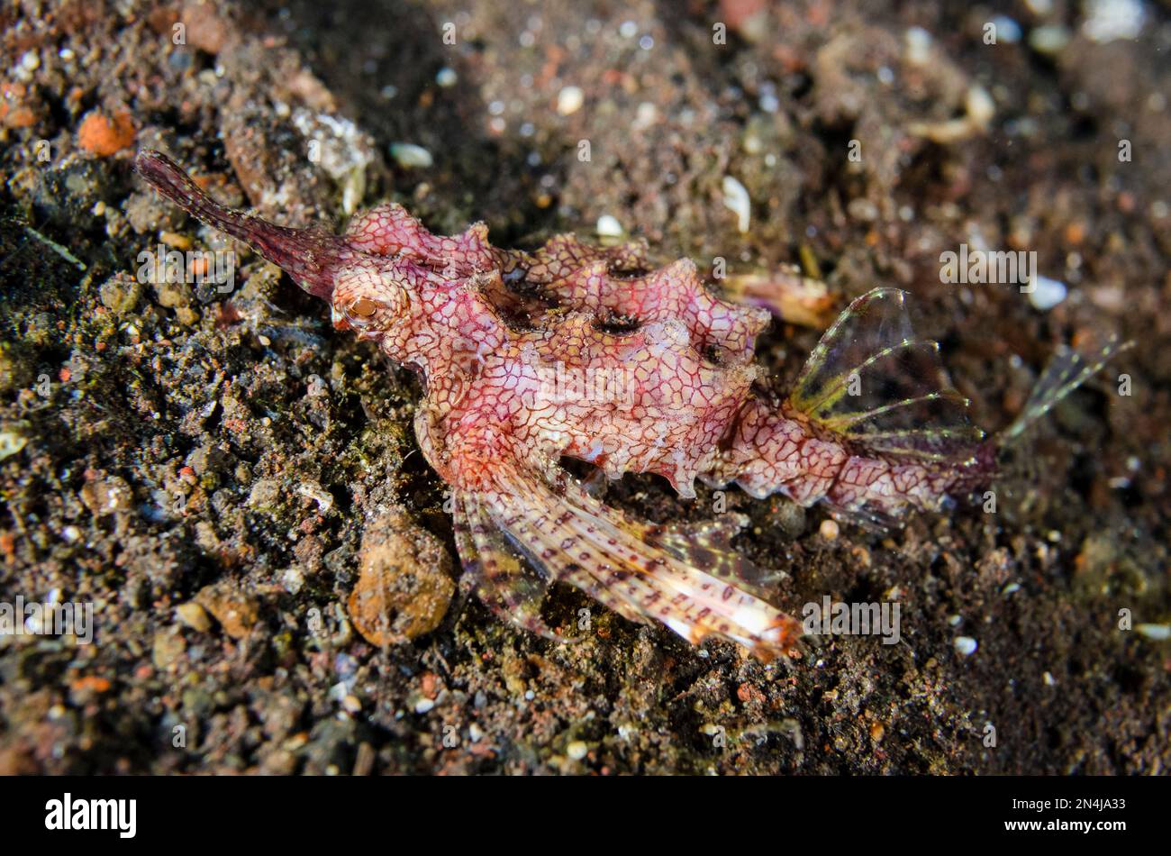 Underwater top view diver on hi-res stock photography and images - Alamy
