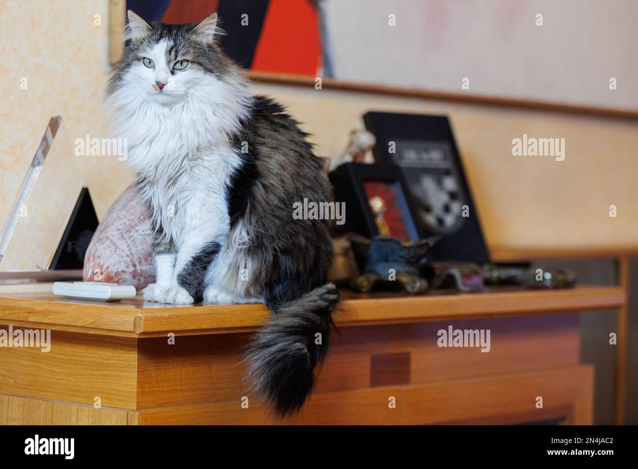 Adopted cat Misko, who was inherited by the current mayor of Rijeka ...