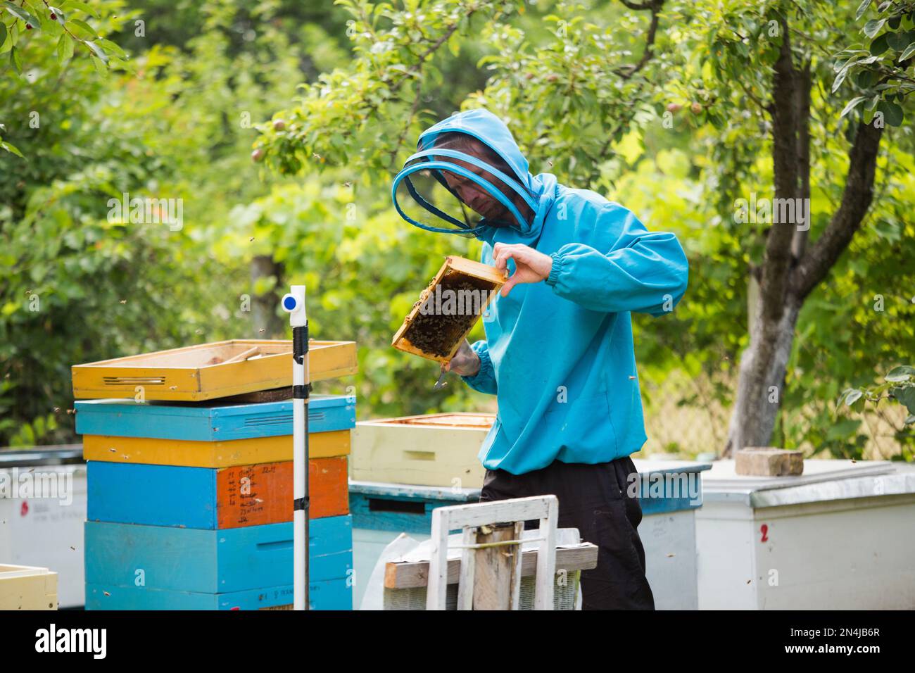beekeeper returns frame to hive. uniting bee family and puts frame with ...