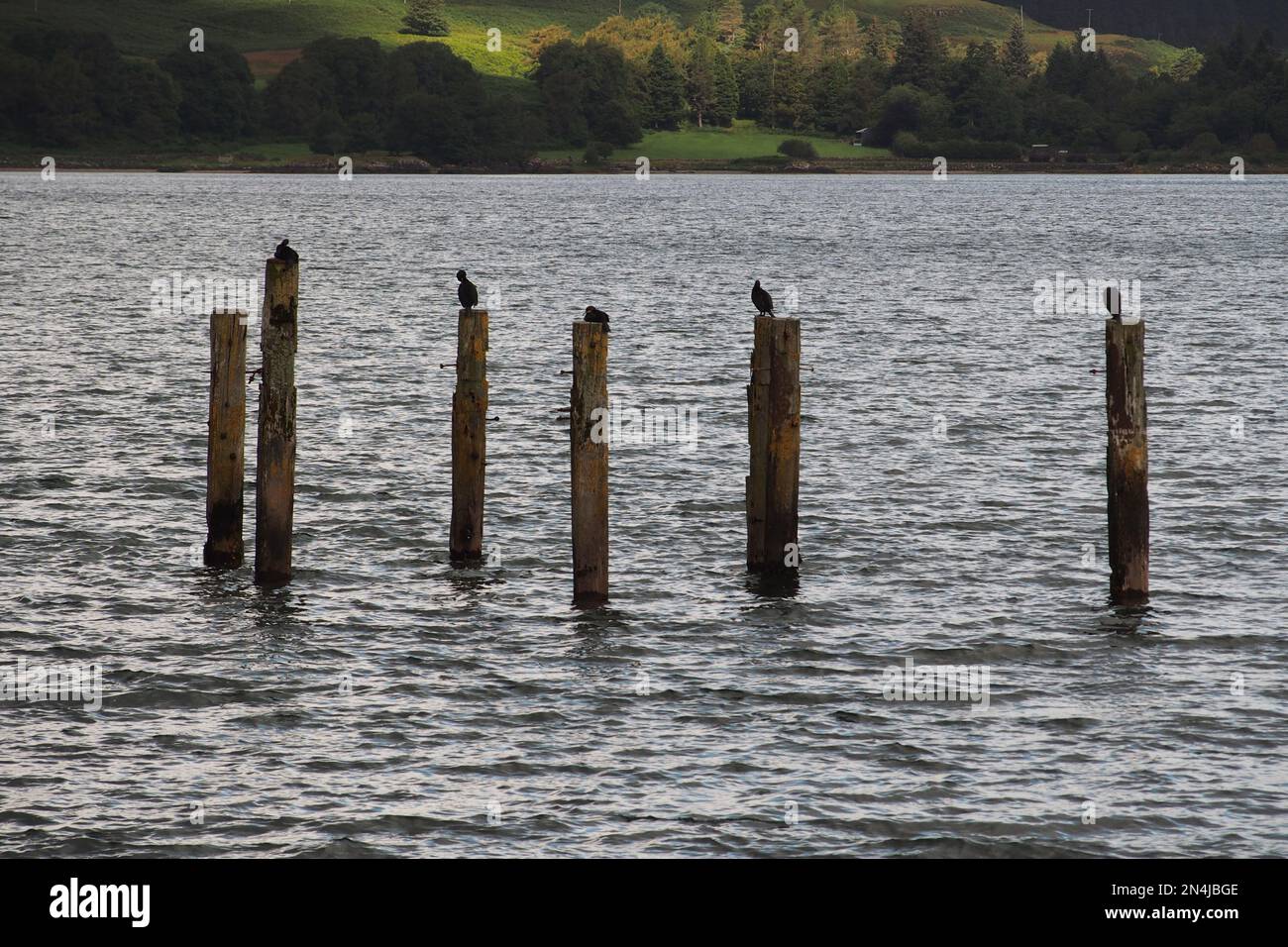 Wooden posts left from an old broken pier at Salen, Mull, Scotland with ...