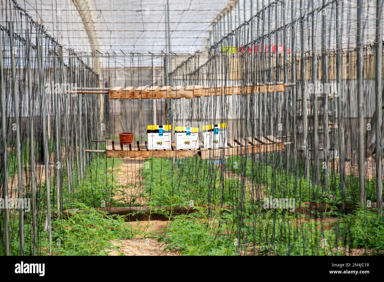 Bee boxes inside greenhouse for pollination in Almeria, ÒThe European ...