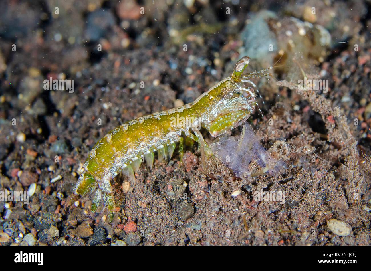 Peacock mantis shrimp side view hi-res stock photography and images - Alamy