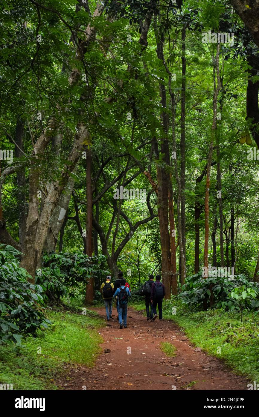 The people walking through a beautiful path in a forest Stock Photo - Alamy